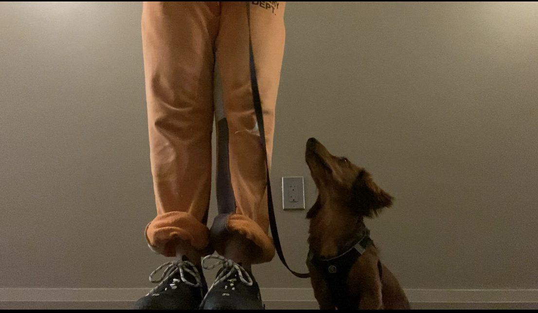 Puppy Training Follow up Lessons | Dog Relations New York City