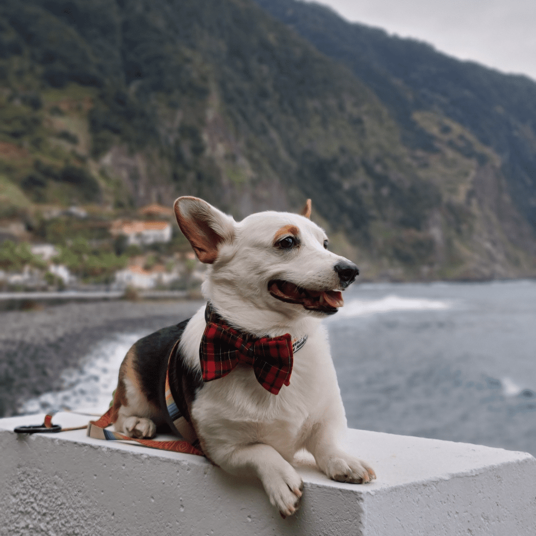 Service Dog Follow up Lessons | Dog Relations New York City