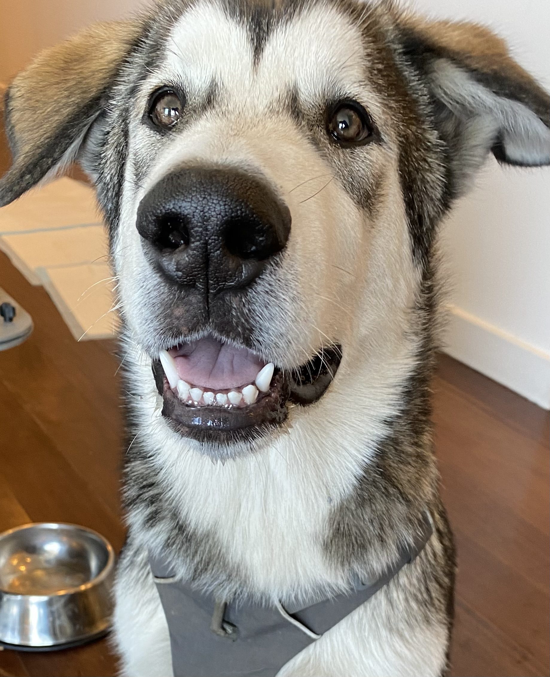 The Story of Alik | Dog Relations New York City